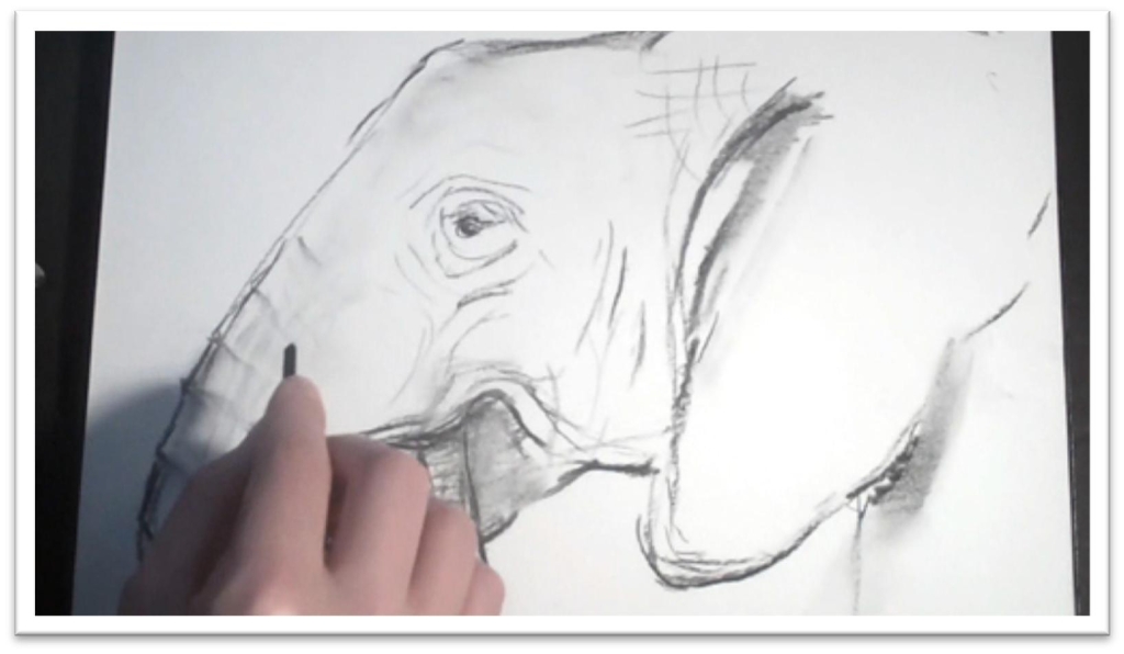 Animal Mastery Online Version - Drawing Made Easy